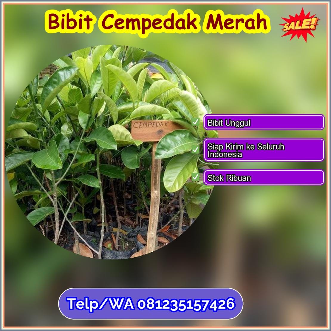 Supplier Bibit Cempedak Merah Blitar - Sahale Asoka - Medium