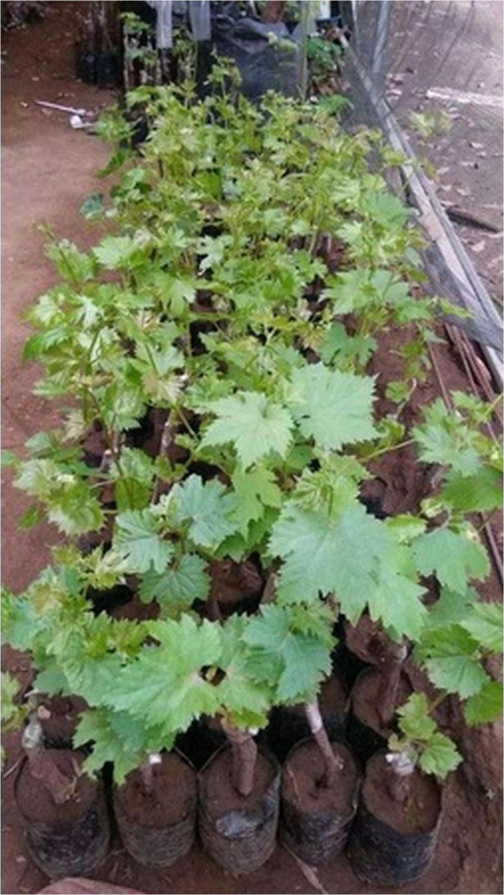Bibit Anggur Berbunga Jenis Dubovsky Pink Import Kota Malang ...