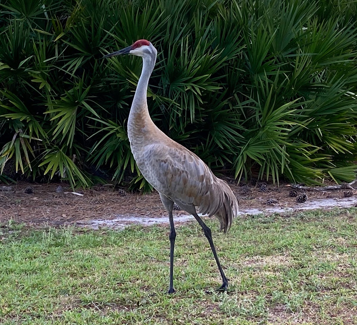 Strutting your stuff - Bruce Black - Medium