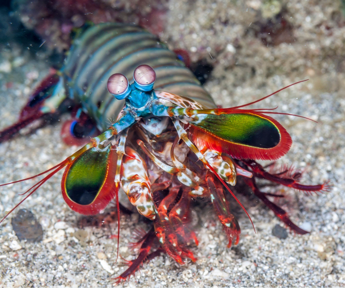 Mantis Shrimp Vision Spectrum