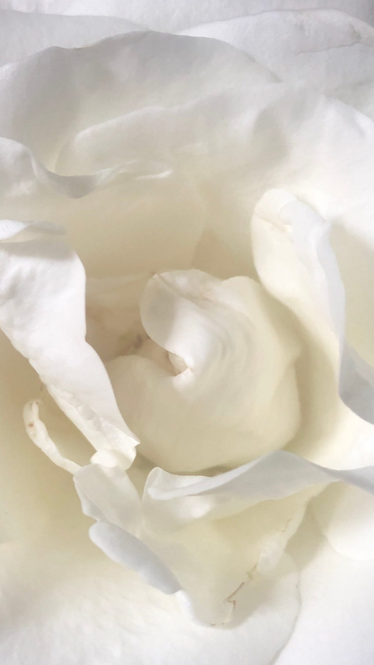 A Rose. Your gentle beauty is so pure yet so… | by Elaina Kats | Life ...