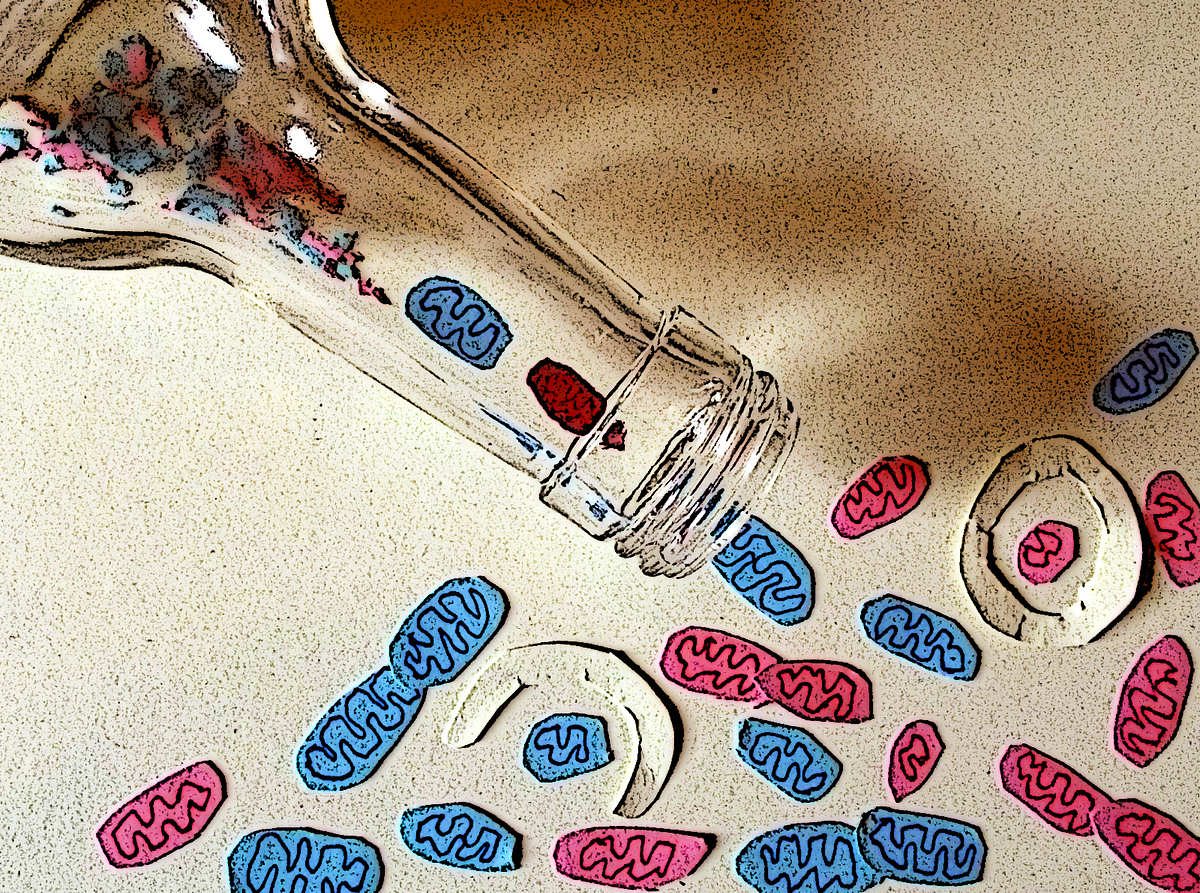 Mitochondrial DNA through the bottleneck | by eLife | Life’s Building ...