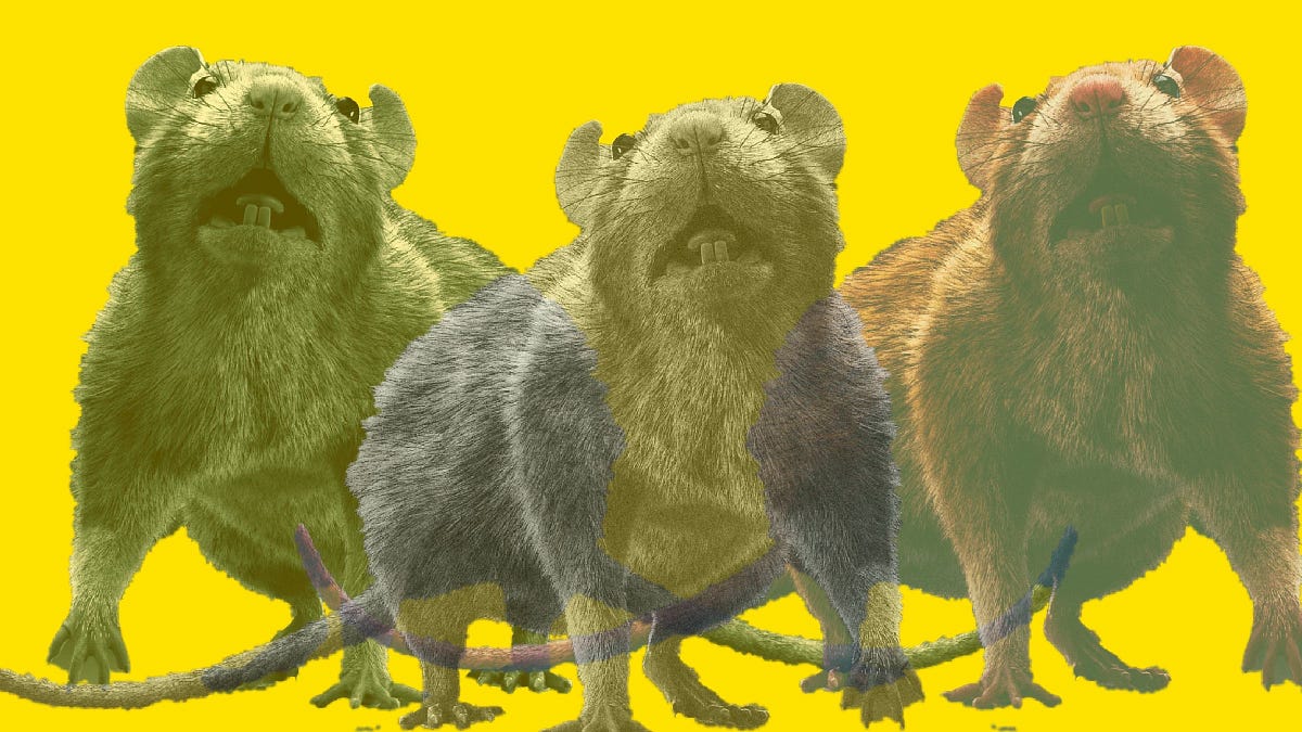 Rat Reviews Community He’s Visiting | by Anthony Solorzano | Medium