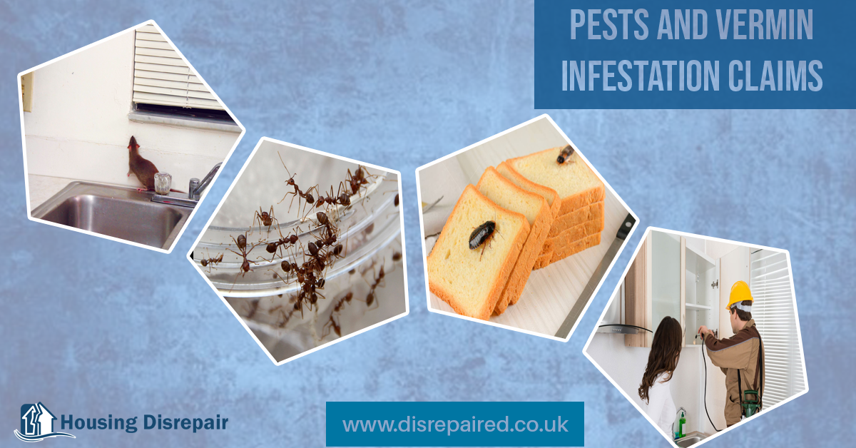 Pests and Vermin Infestations Claims in the United Kingdom | by Housing ...