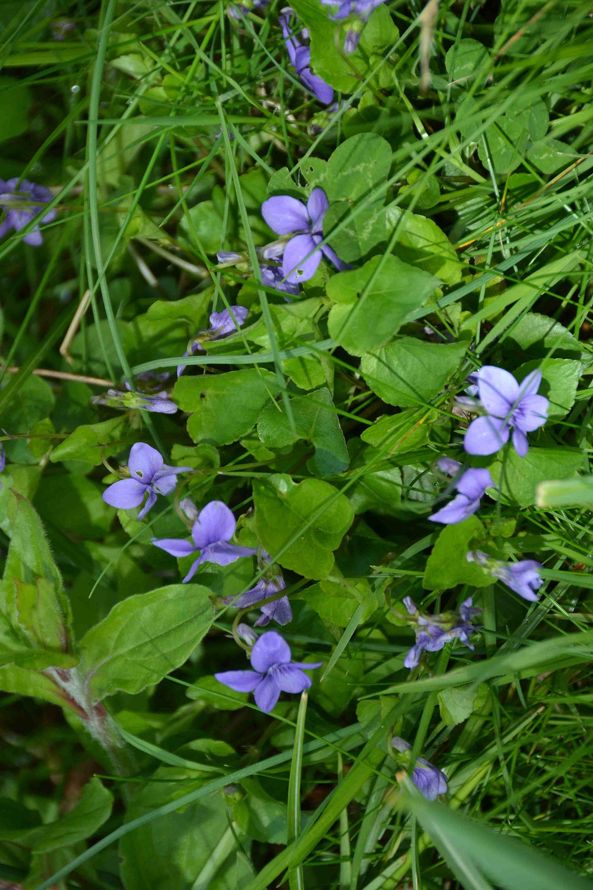 Violet (Sweet violet / Viola odorata / Dog Violet / Viola Riviniana ...