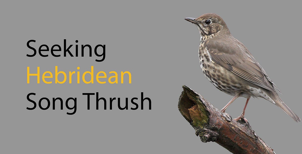Thrush Bird