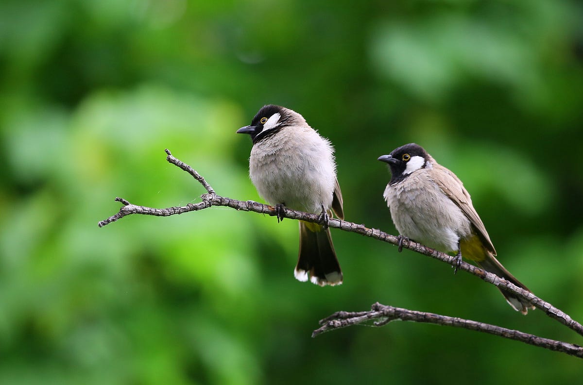 A beginner’s guide to birding. We’re going into the hottest part of ...