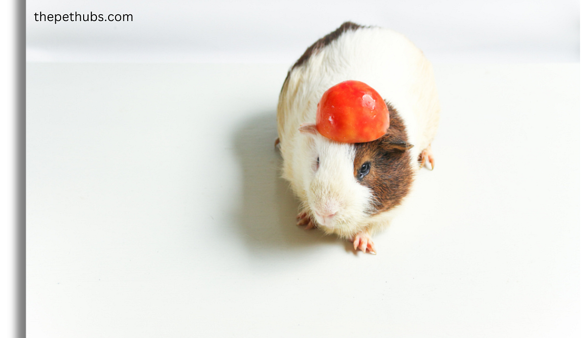 Guinea Pig Sounds Meaning: 5 Vocalizations Deciphered - Janifer Lizay ...