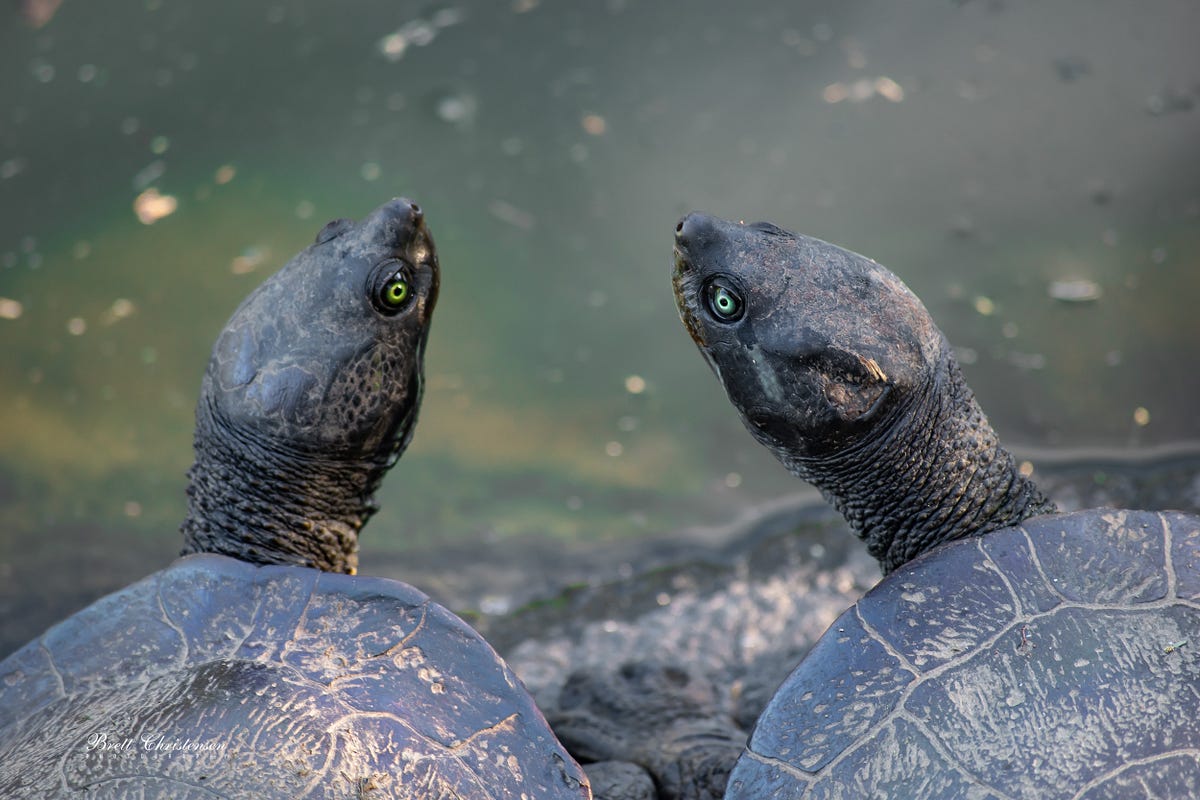 The Gift of Attentive Silence. The Importance of Listening | by Deborah ...