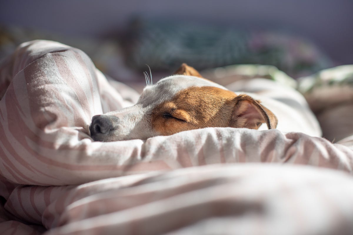 The Lazy Person’s Guide to SEO: Let the Machines Do the Heavy Lifting ...