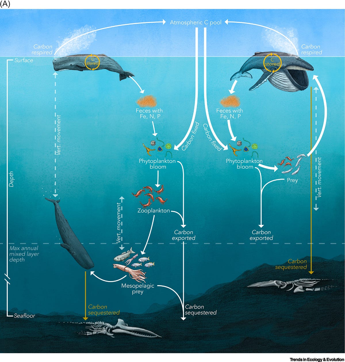 Ocean Acidification & Temperature Increases | by Jillian Ada Burrows | Jill Burrows | Medium