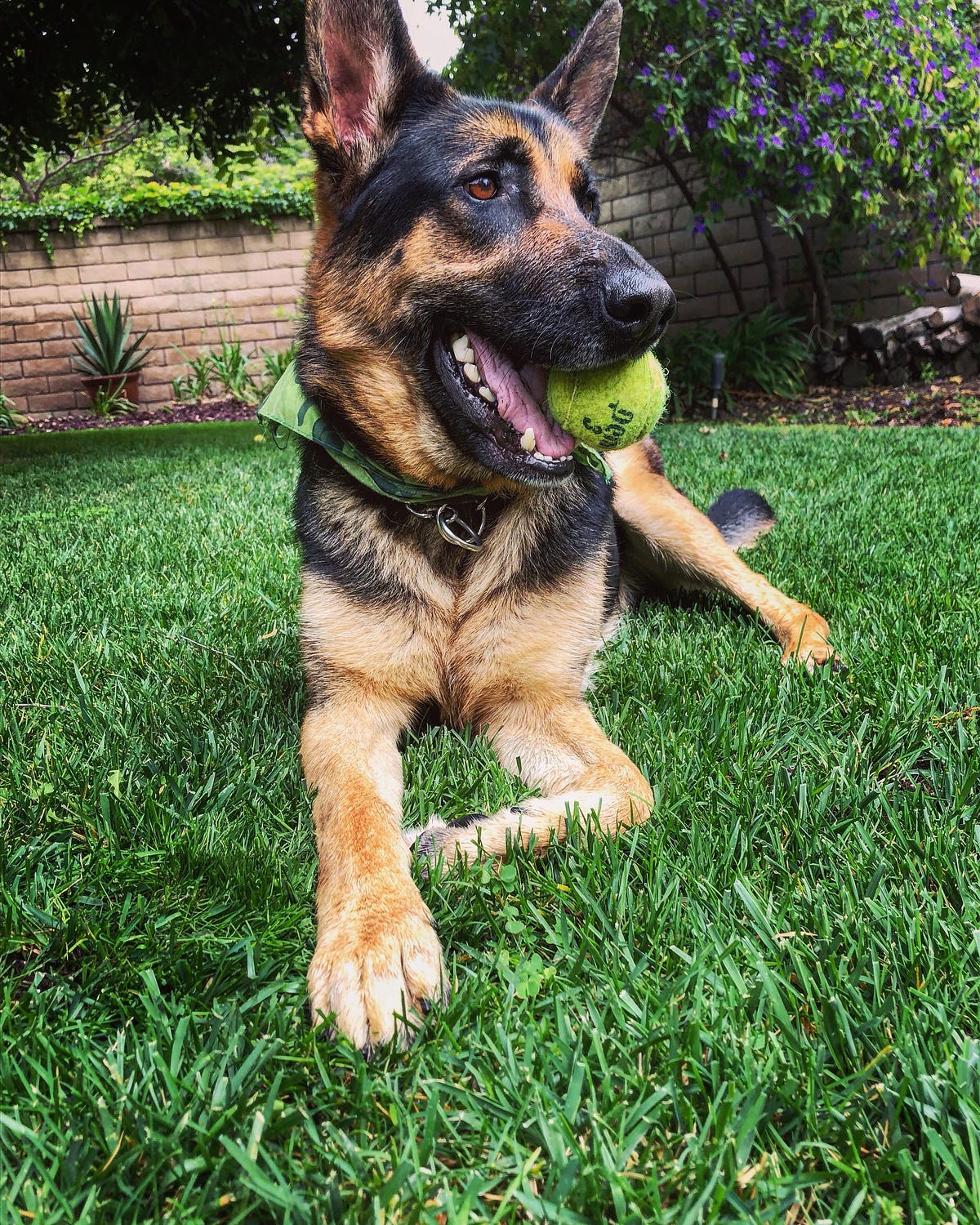 Social Media Project. Rocco; Week 3. | by Megan Godinez | Medium