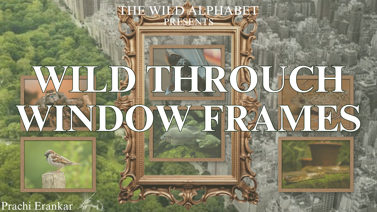 WILD THROUGH WINDOW FRAMES. November blooms differently. The air… | by ...