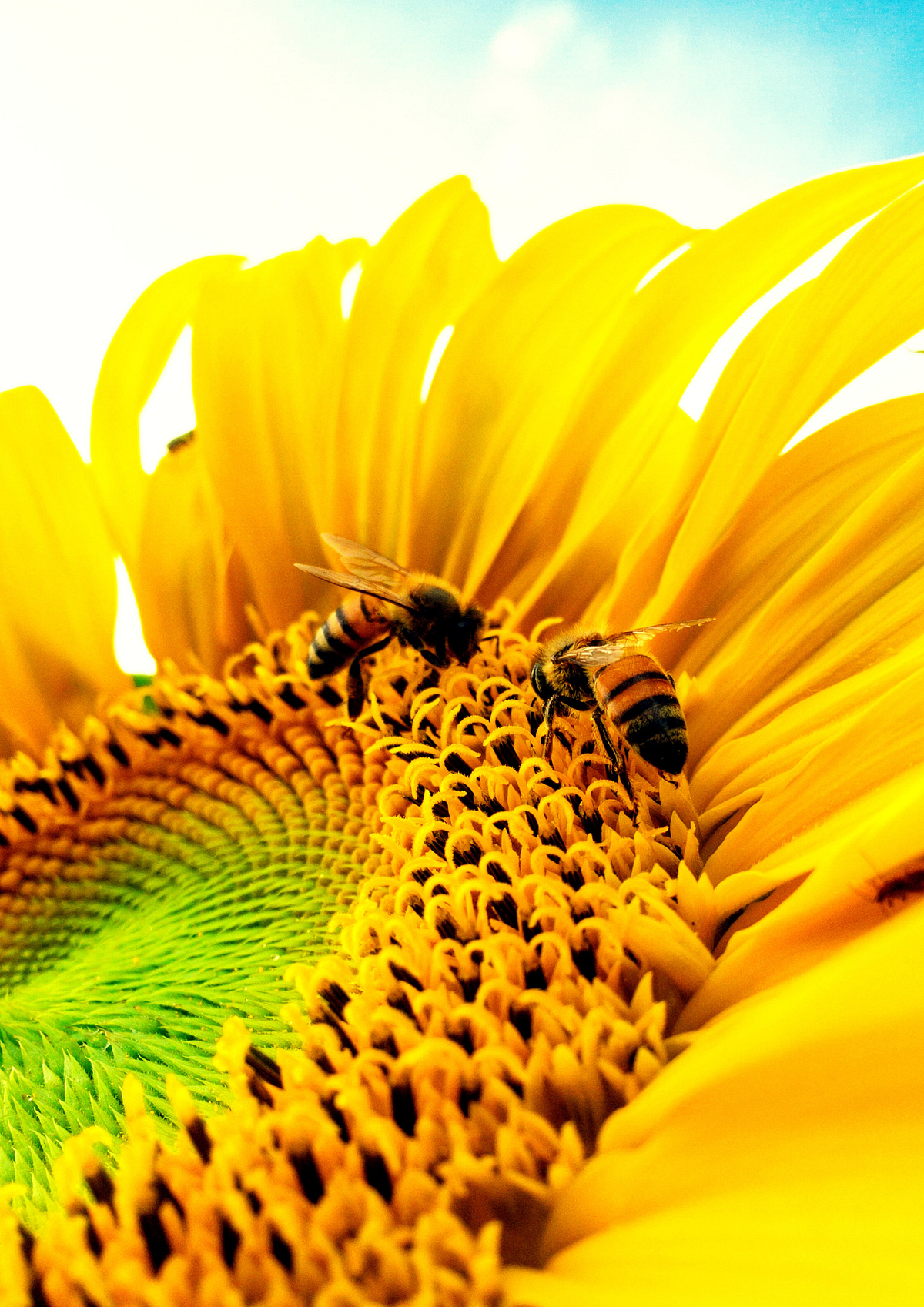 Seeding Hope: A Meditation. As 2024 continues to unfold, we are… | by ...