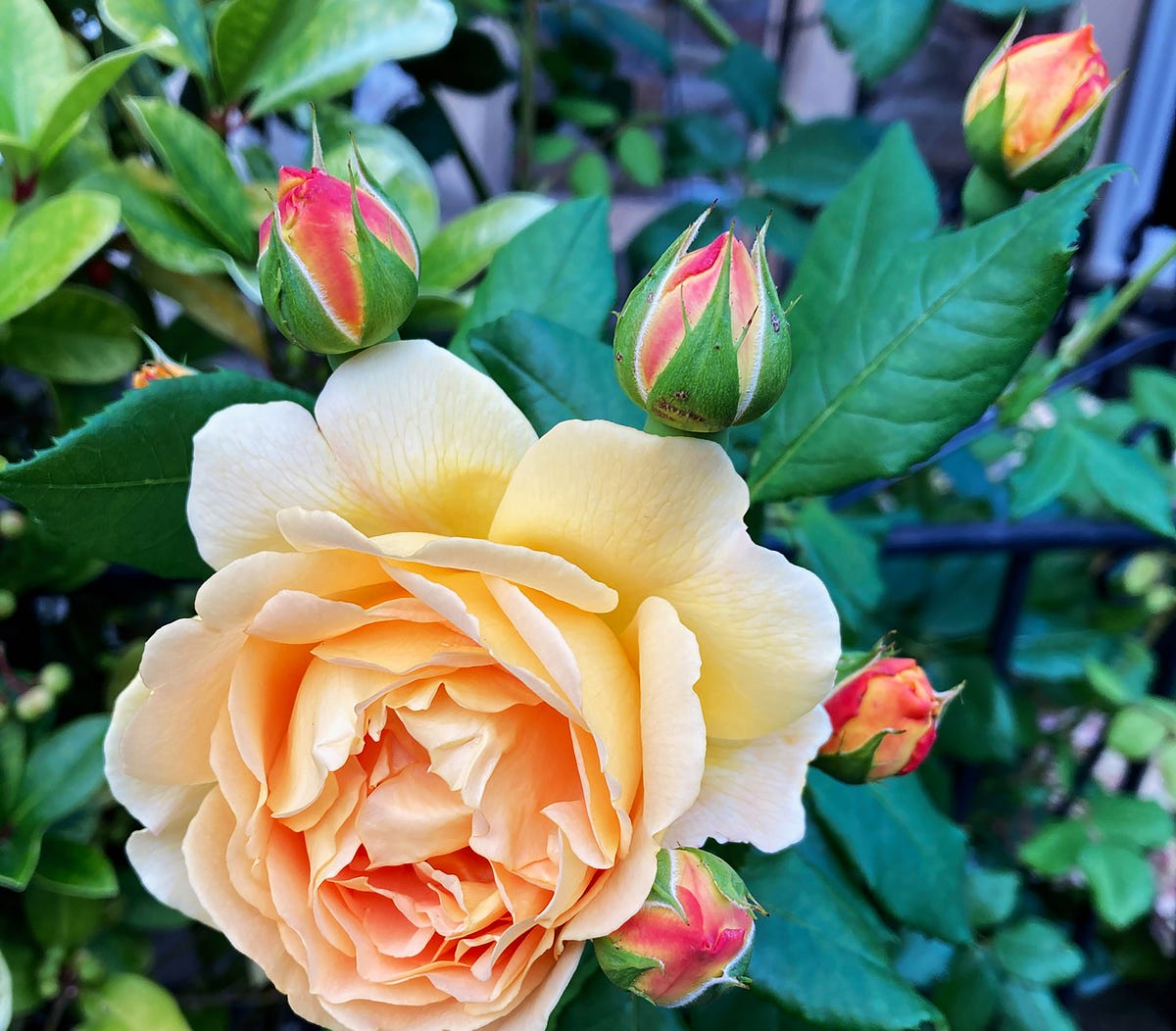 Wonderful Roses, Yuck-Figs, Massive Bee, Rover the Cat | by Susan ...