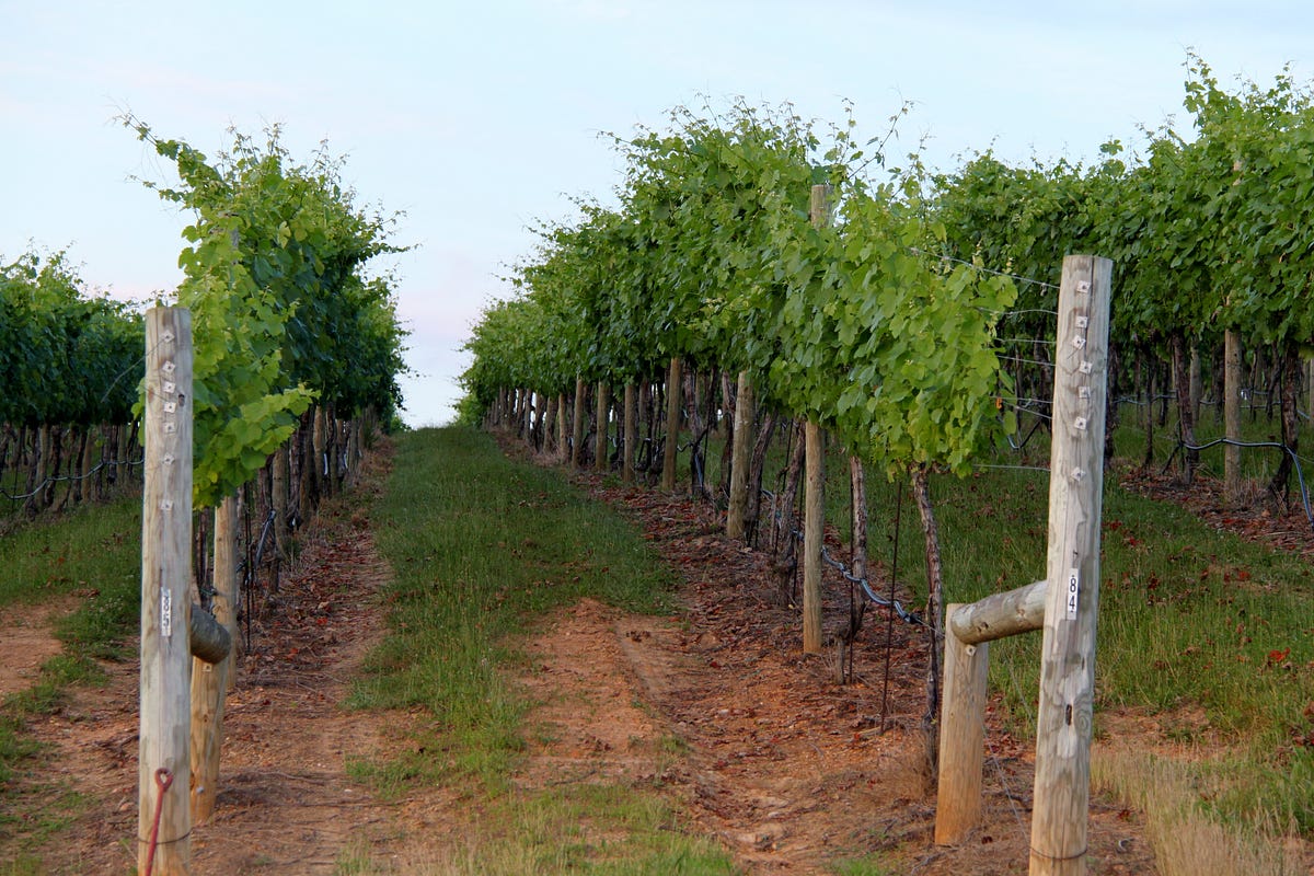 The Great Wine Divide. Here’s something wine retailers often… | by Adam ...
