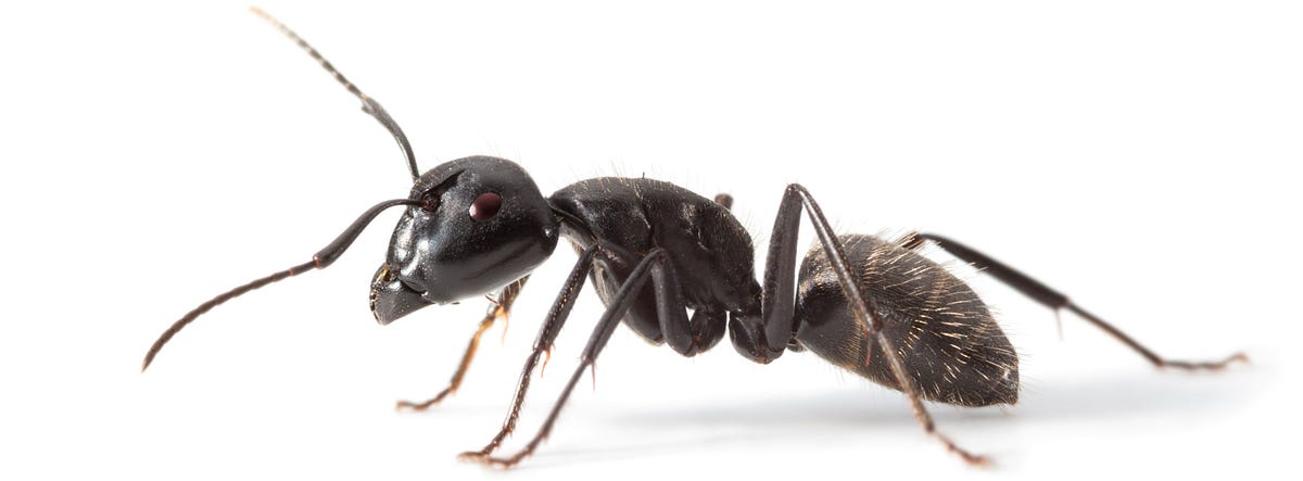 No-one’s Ark: Matabele Ant. Read about ant-genius hospitals… | by ...