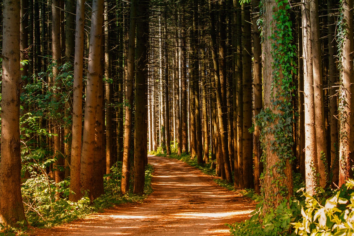 A Path of Great Worth. Making a choice in the crossroad of… | by Heidi ...
