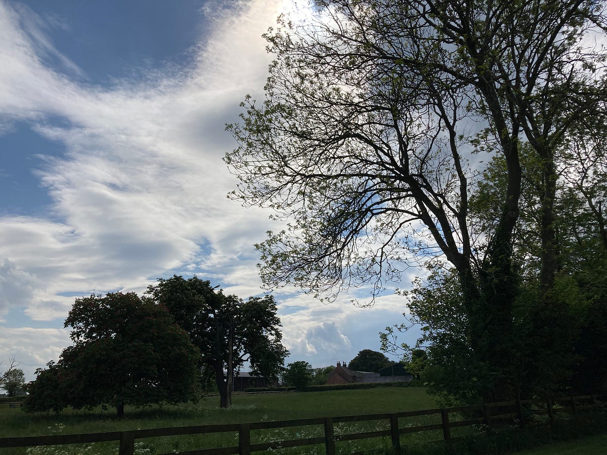 Wide, High, & Boundless | by Penny Grubb | Weeds & Wildflowers