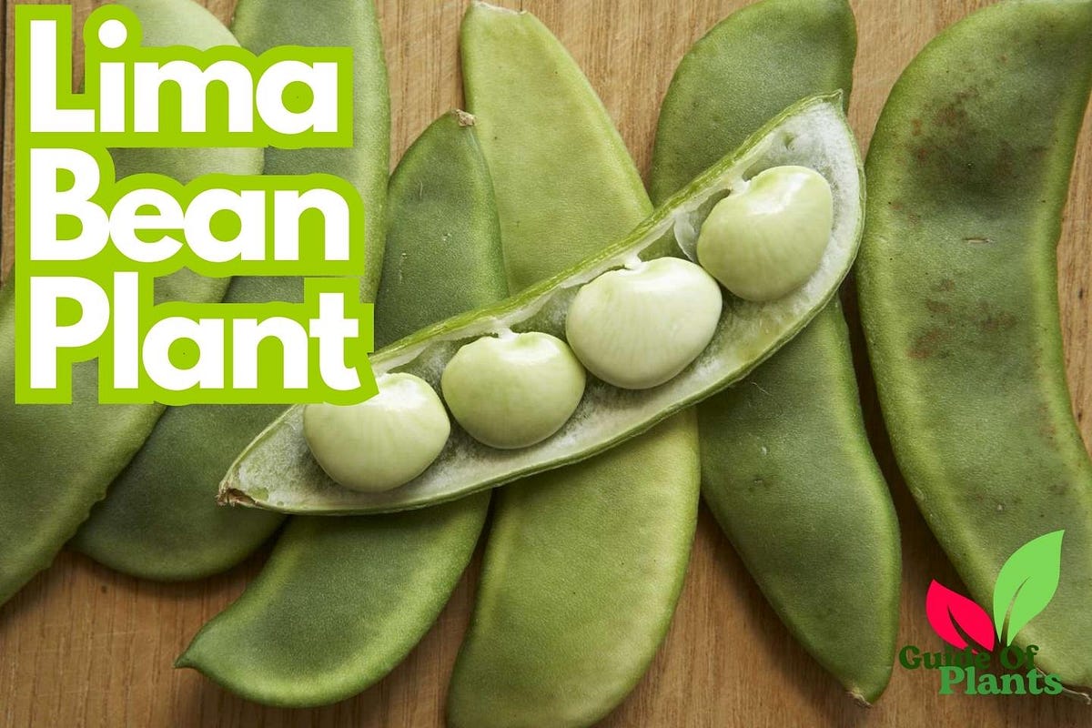 How to Grow Lima Bean Plant In Your Organic Vegetable Garden - KM ...
