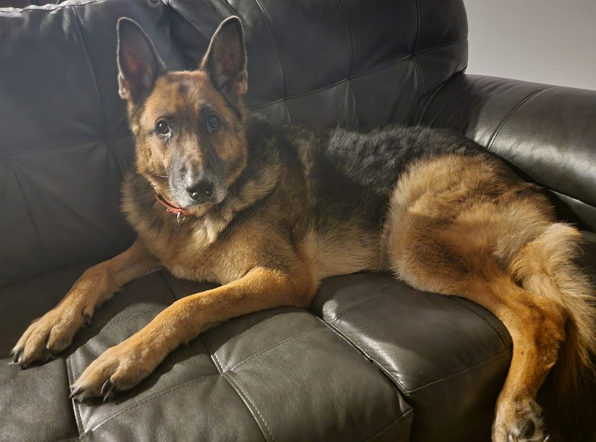 Life Without My Dog. Eternal Emptiness, no matter what I do. | by ...