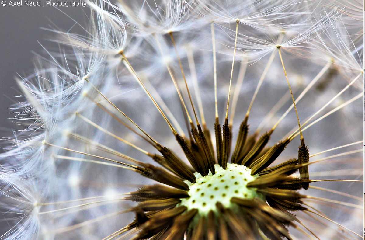 “The Uplifting Lesson of the Dandelion” | by Kenneth T. Simendinger ...
