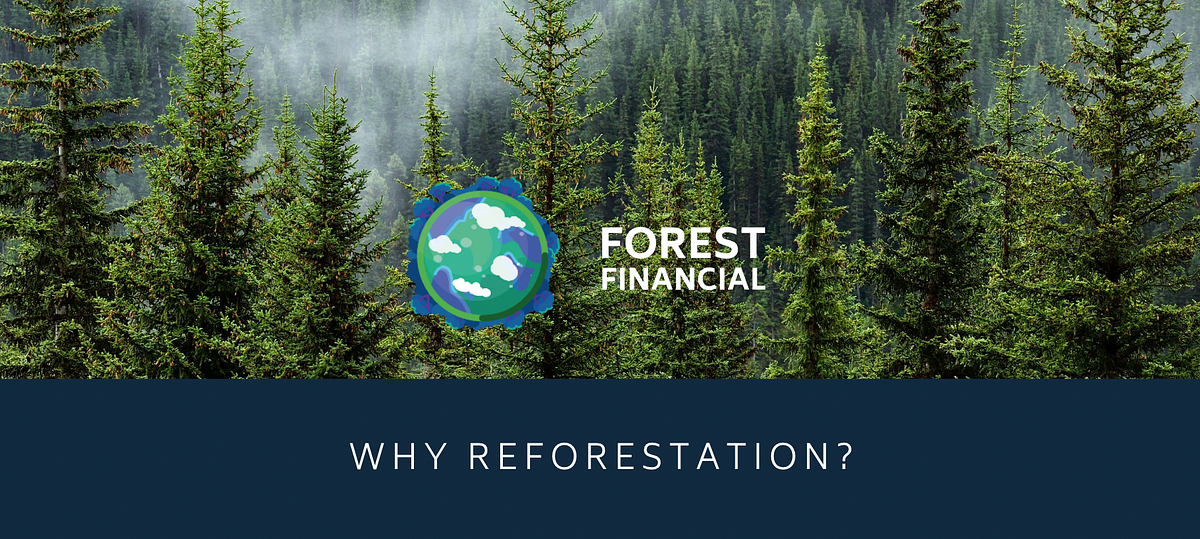 Forest Financial: Why Reforestation? | by Forest Financial | Medium