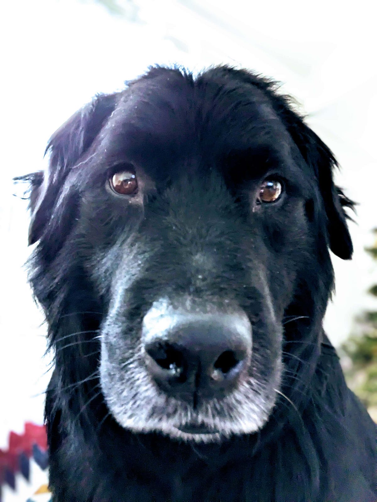 I Think That Dogs Are Proof That God Loves Us | by Alexander Spear ...