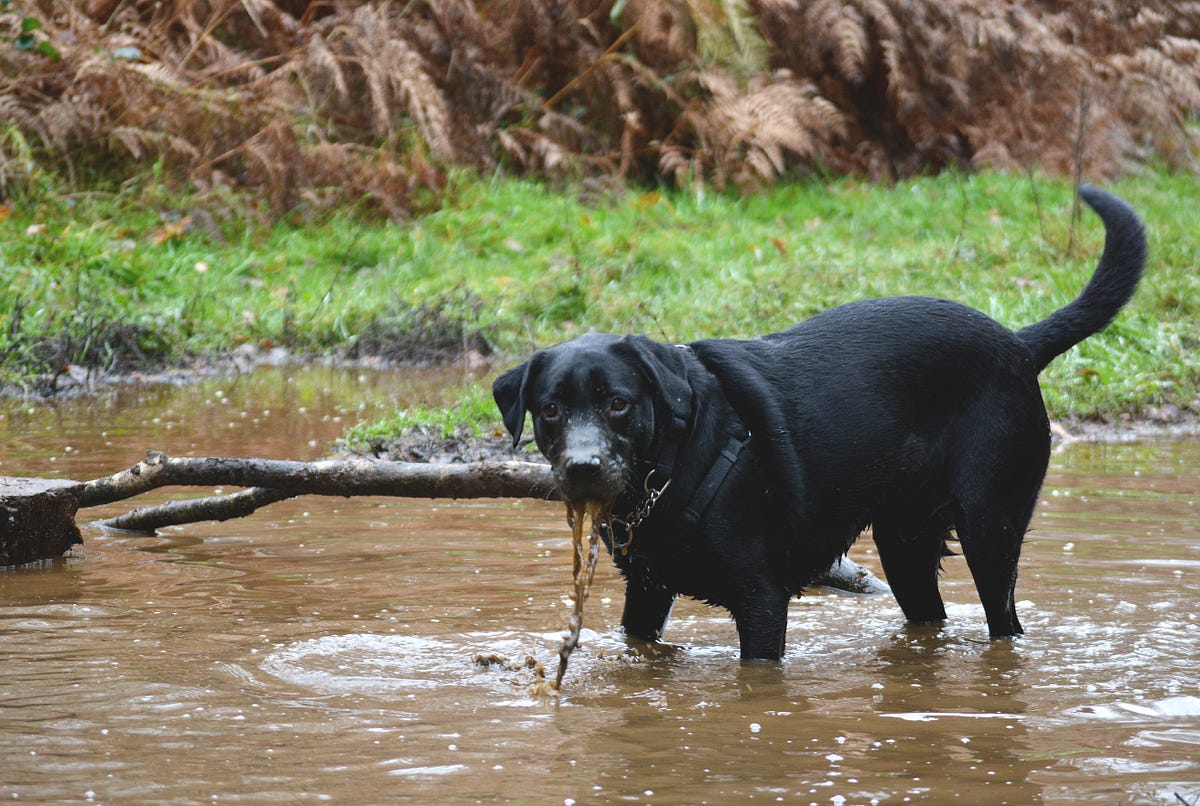 Muddy pooch? Top 5 bath time tips! | by Emily Prouse | Medium