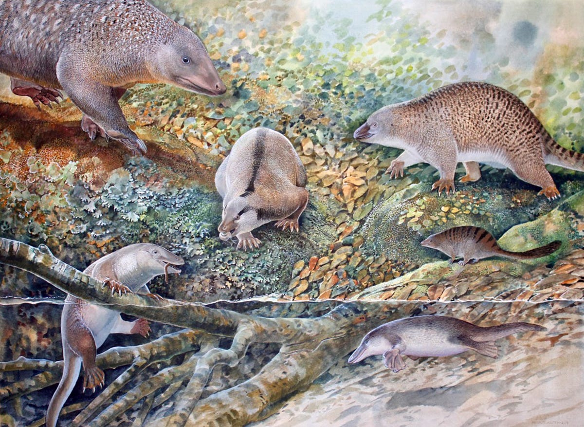 More than just “echidnapus”. A recent study has found three new… | by ...