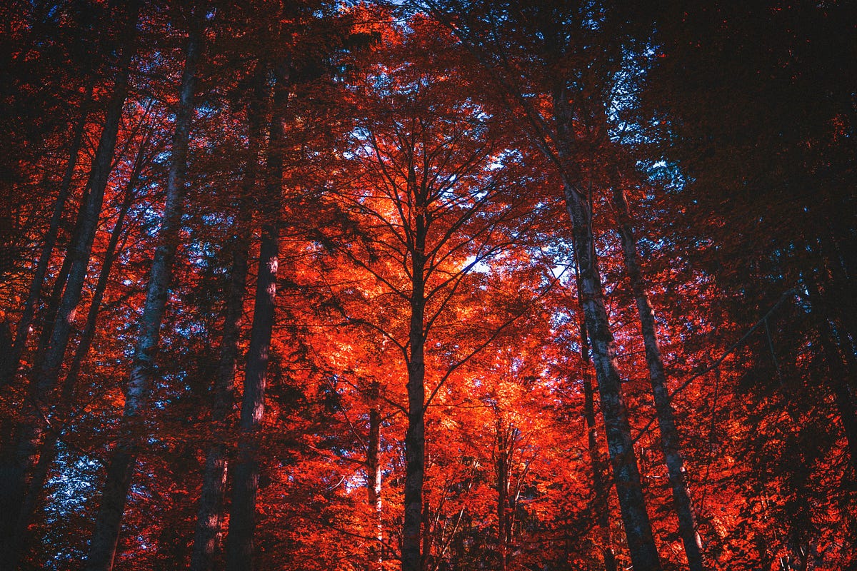 Red Trees. A return to stillness | by Roman Newell | The Interstitial ...