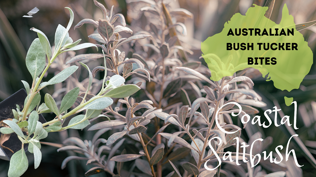 Pass the Salt Bush Please! Australian Bush Tucker Bites presents ...