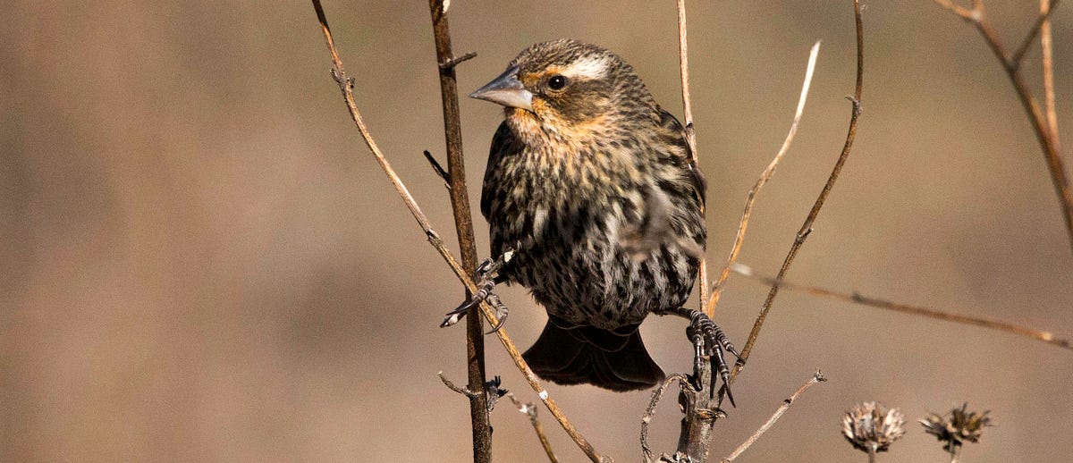 Okies tallied 155 bird species for global effort — without even trying ...