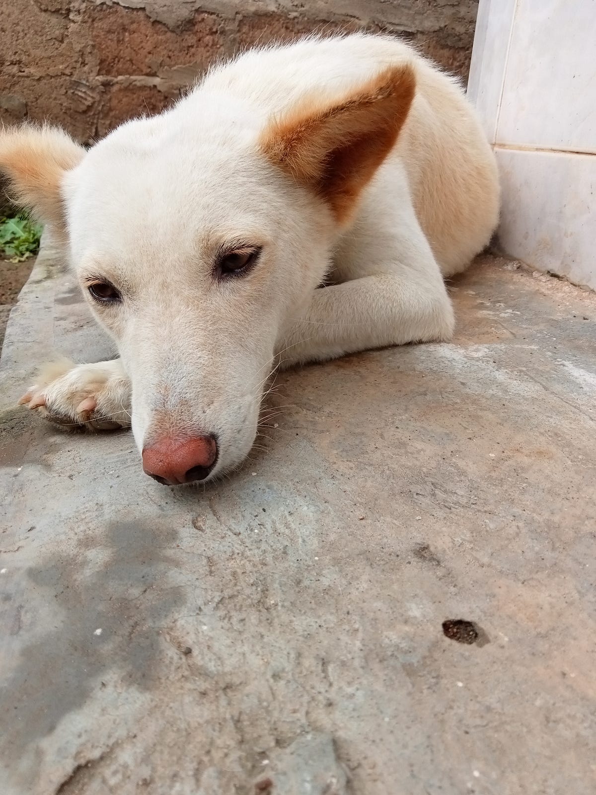 TEN DOGS IN THIRTEEN YEARS?? 😱 | by Ife Popoola | Medium