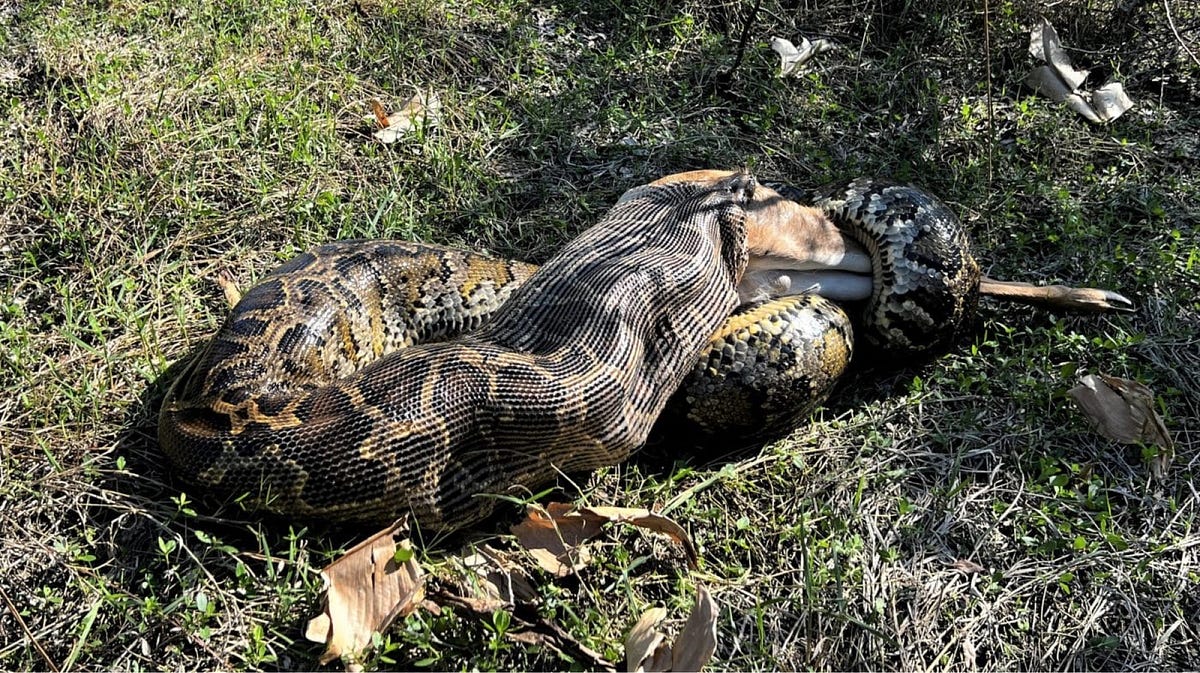 The Invasion of The Burmese Python in Florida’s Everglades. | by ...