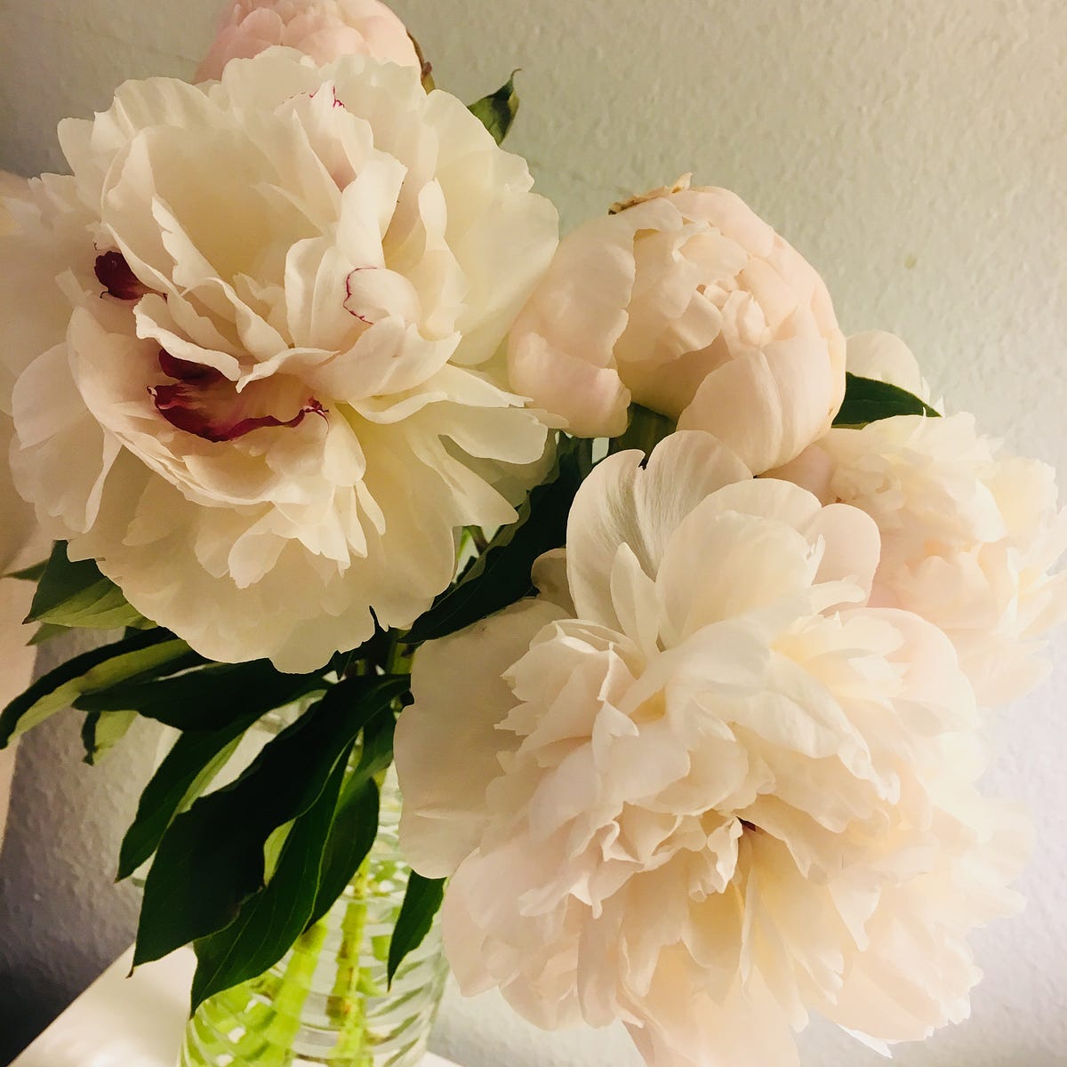 Love Letters to Peonies - Carla Mino - Medium