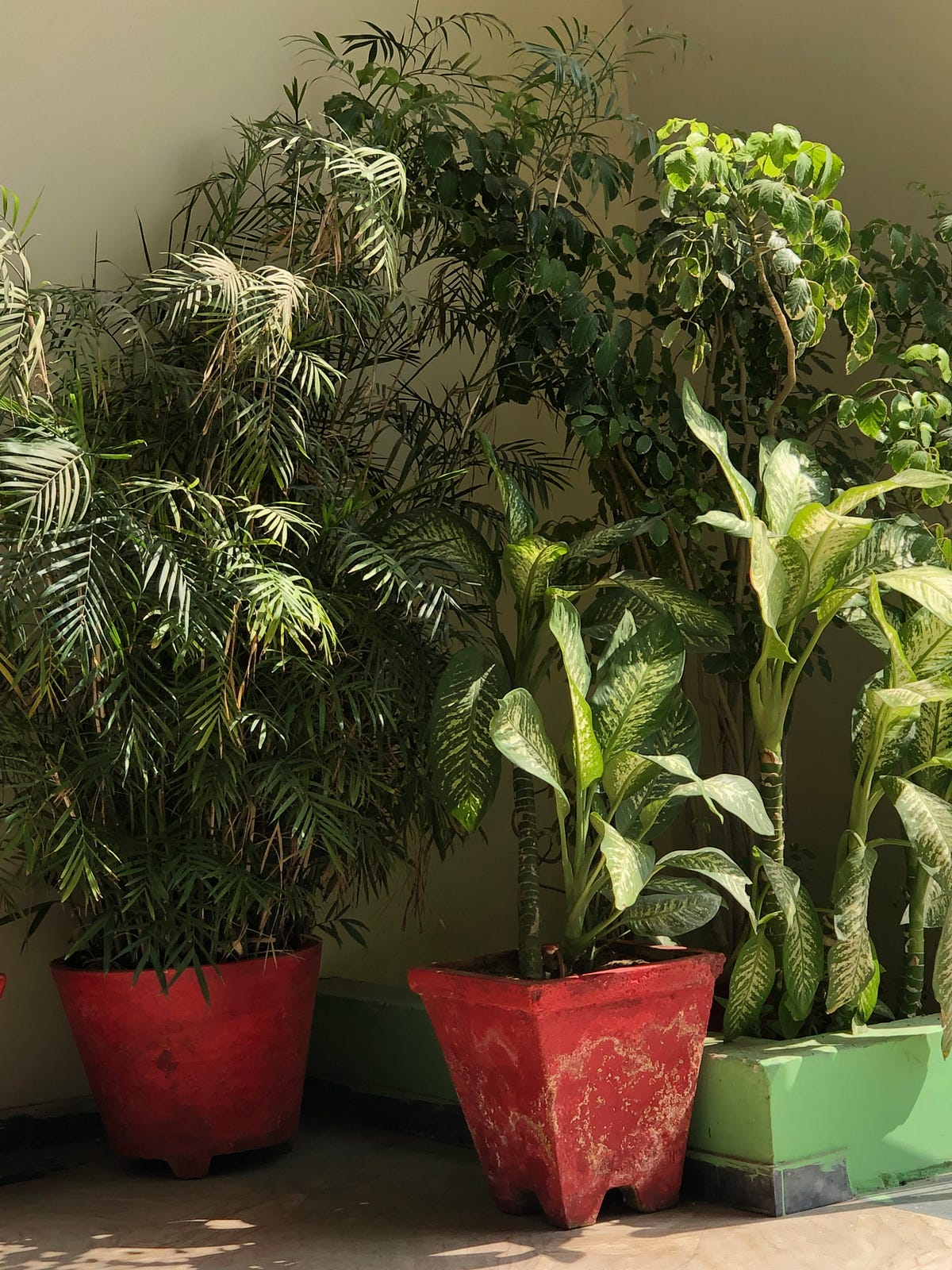 VISUALIZING THE EXPERIENCE. The potted plant gracing in the… | by ...