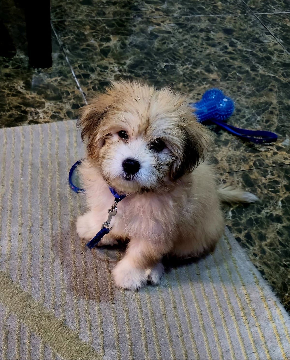 When Ivory, My Female Dog, Chewed on My Finger | by Jessica Mokut | Jun ...