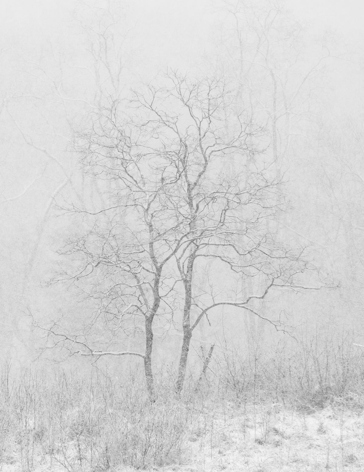 Snowfall - The POM - Medium