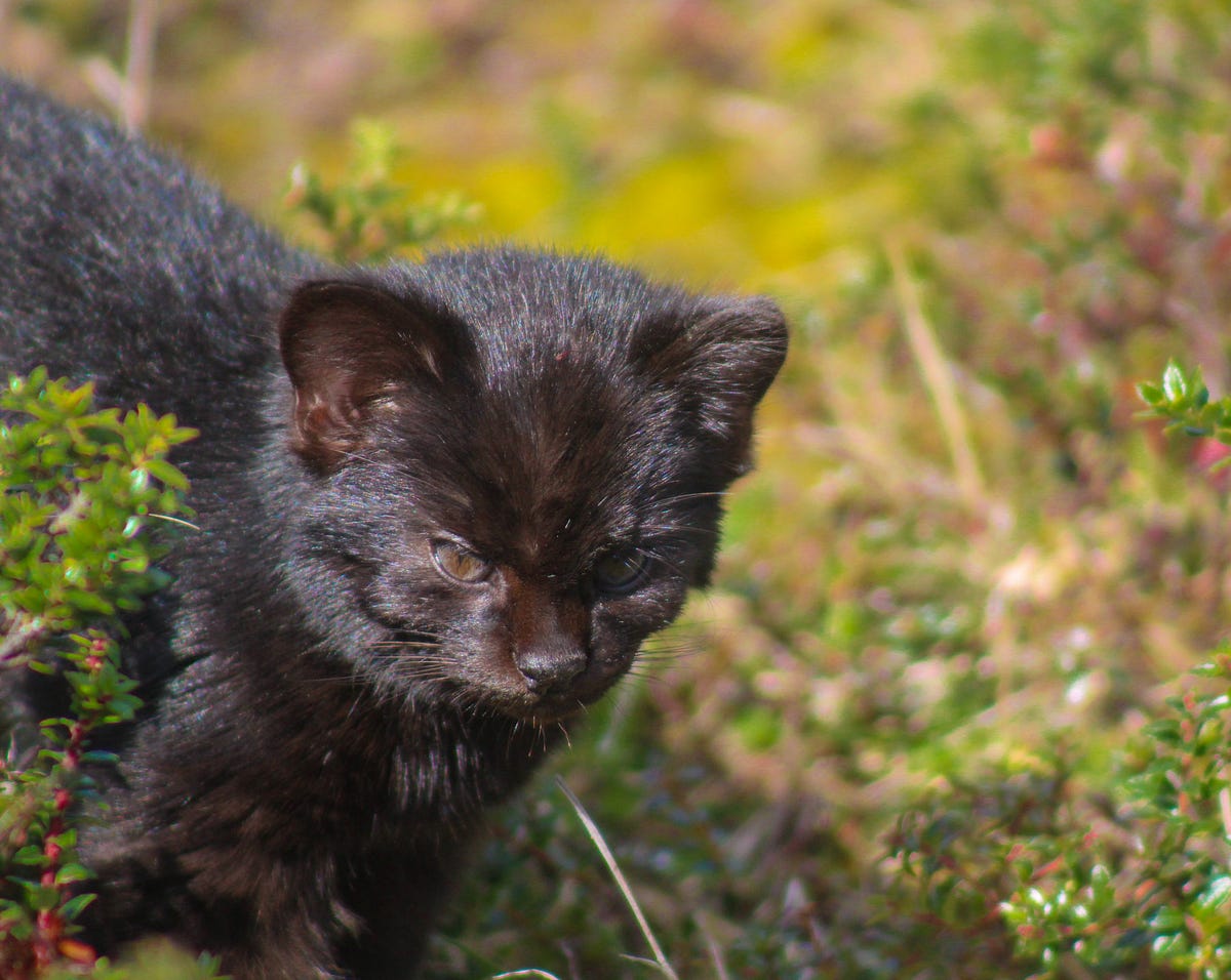 “Discovering Tepuhueico Park: A Dual Expedition into Chile’s Hidden ...
