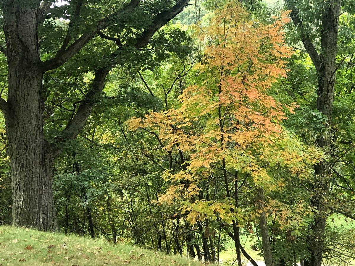Nature in Autumn Is Like Transitions in Our Lives | by Laura Lind ...