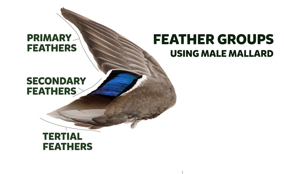 Winging it: Learn Ducks From Their Wings | by U.S. Fish and Wildlife ...