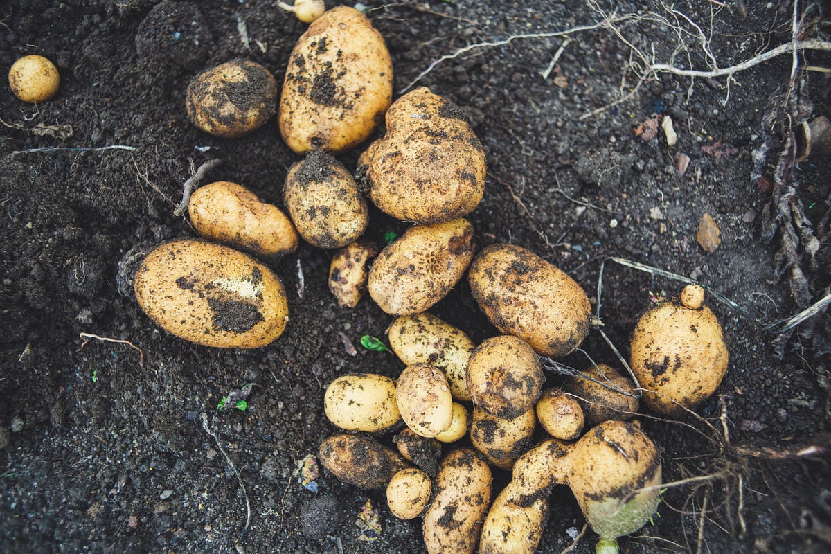 Potatoes - A M Wilson - Medium