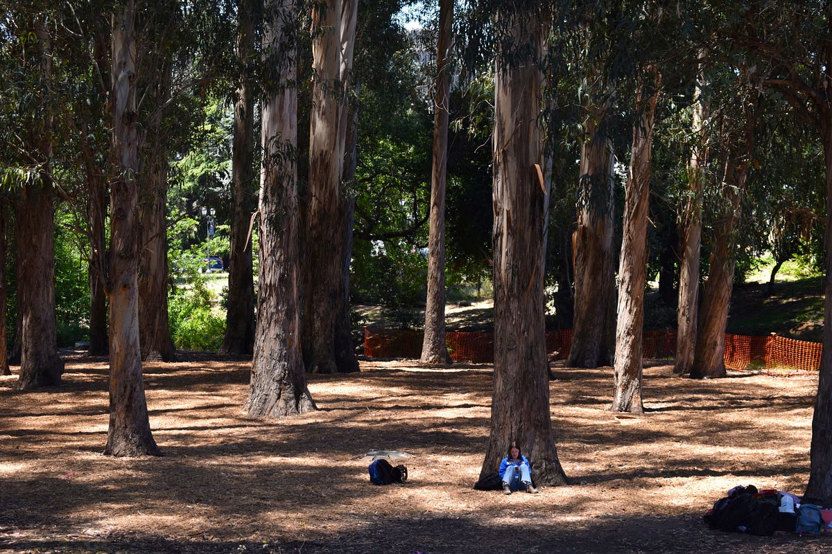 The Green Spaces of UC Berkeley - Lily Candy - Medium