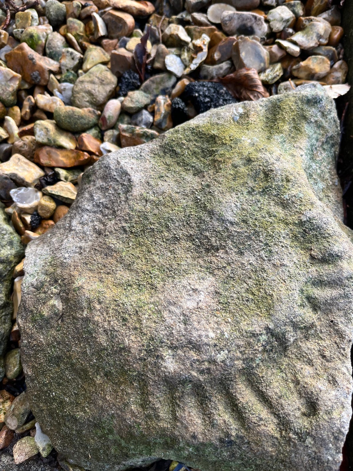 Devonian period: Ammonites and giant Mushrooms `Manhattan` style | by ...
