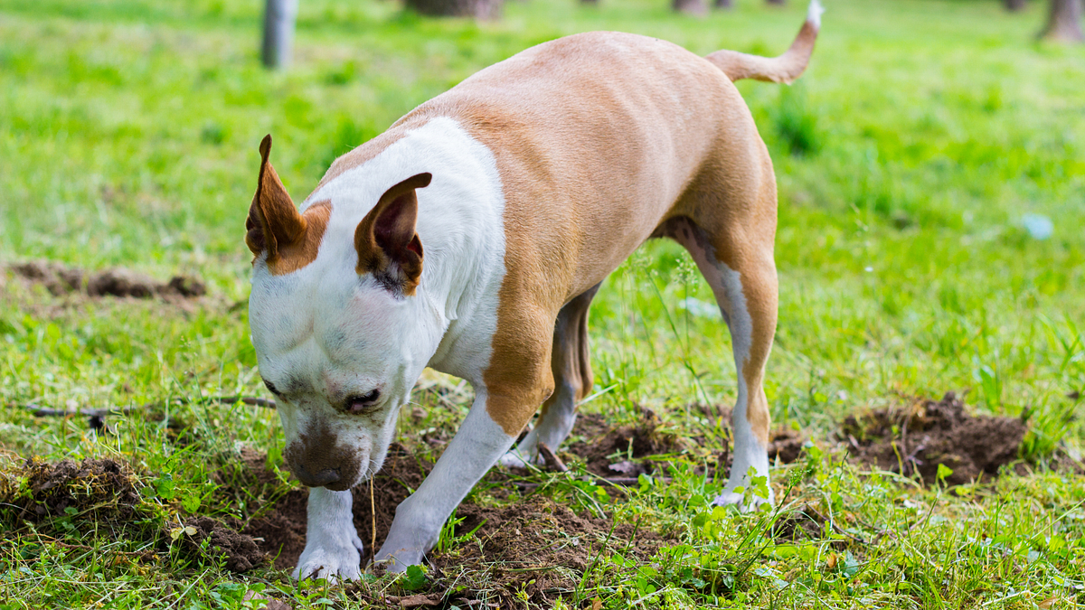 Solving the Digging Dilemma: Tips and Tricks for Managing Your Dog’s ...