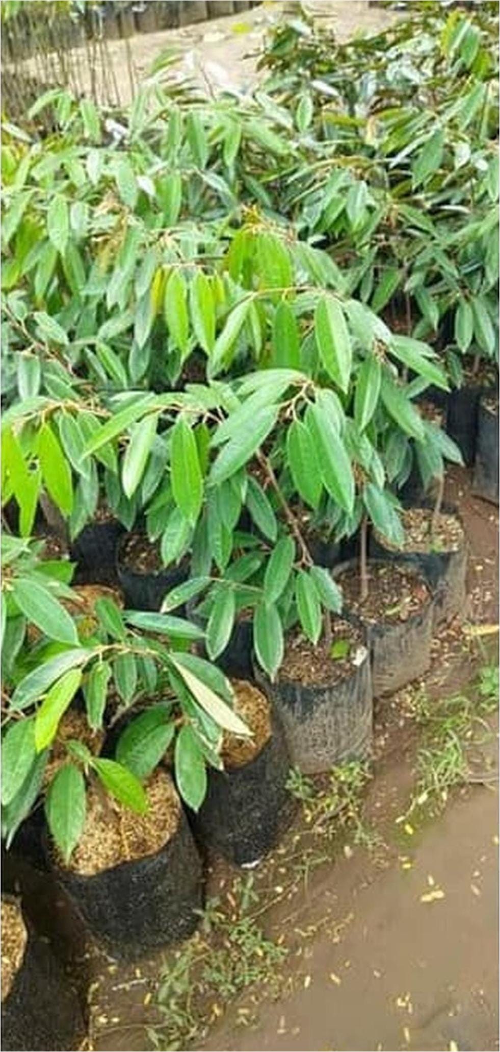 Bibit Durian Montong Super Bandung Berkualitas | by Marlino Kemuning ...