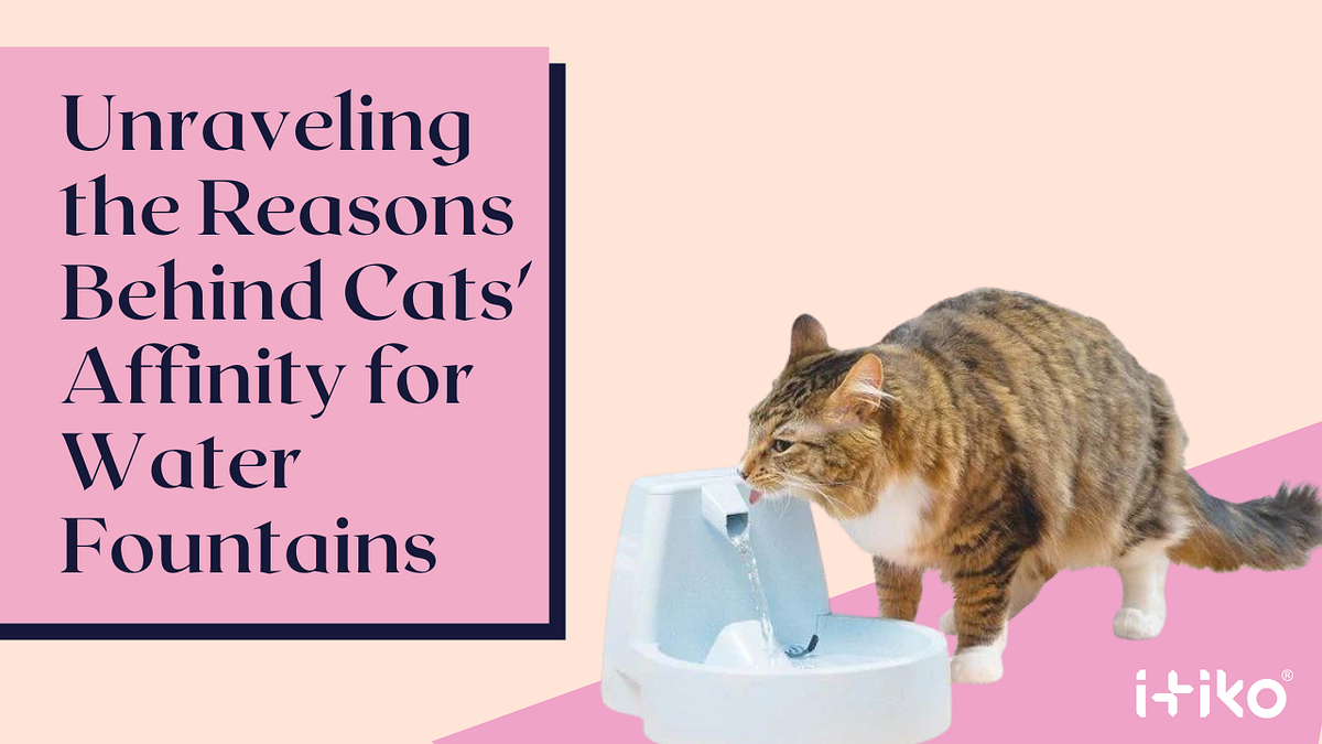 Unraveling the Reasons Behind Cats’ Affinity for Water Fountains | by ...
