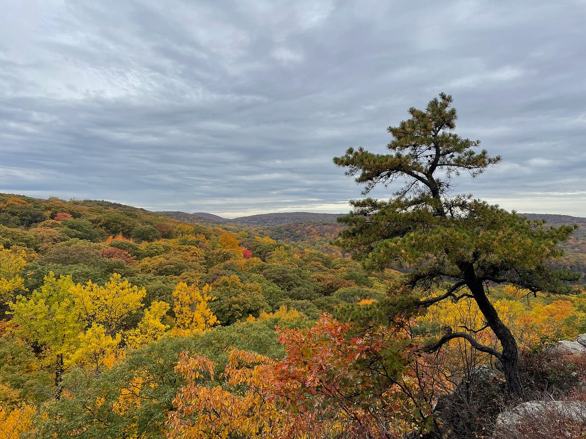 The Value of Neurodiversity. A few weekends ago, I decided to go for ...