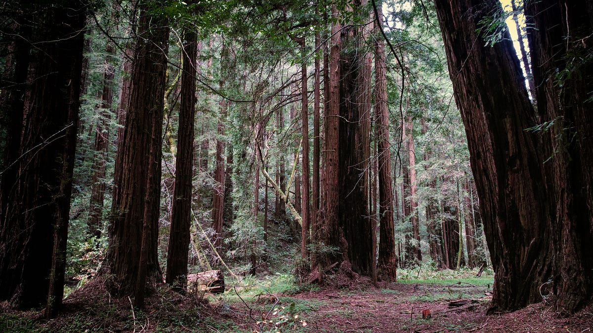 Taking a tripod to Muir Woods. Why every photographer should add an ...